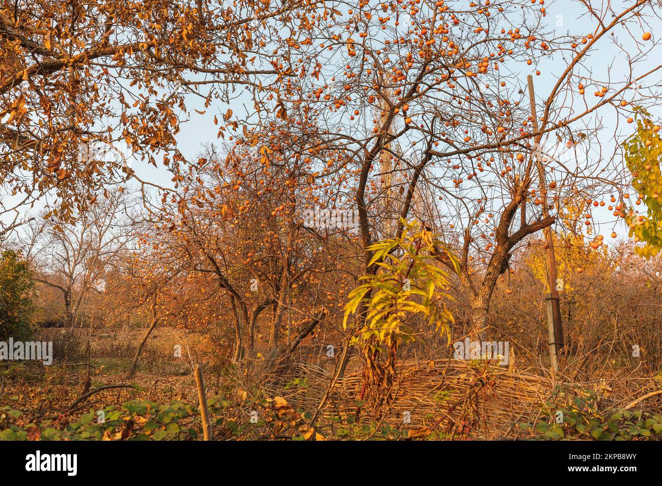 Persimmon tree field hi-res stock photography and images - Alamy