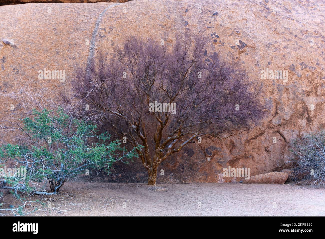 Bush growin against a red orange rock in the Namibian desert around ...