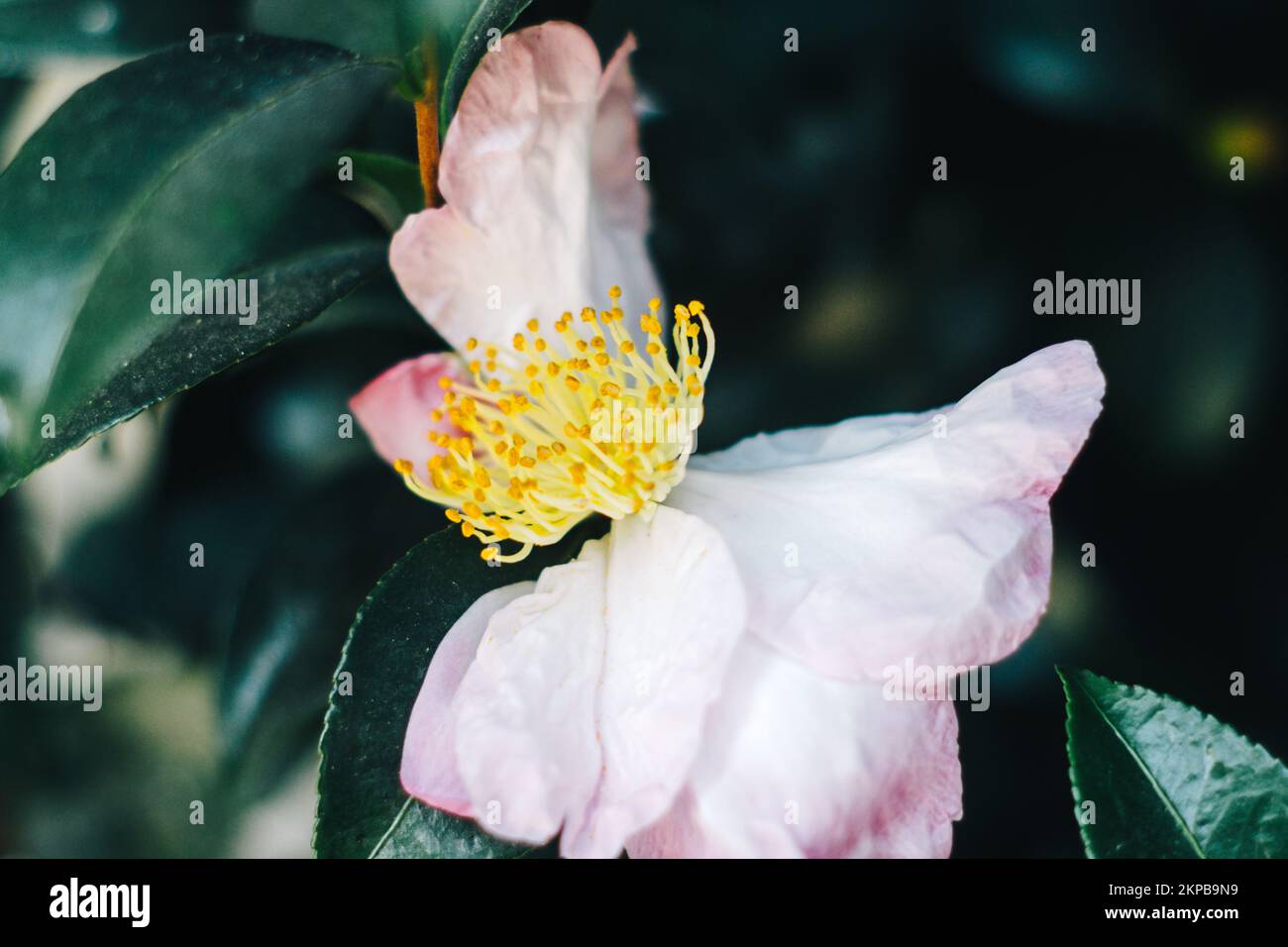 A closeup shot of pink camellia flower surrounded by green leaves Stock ...