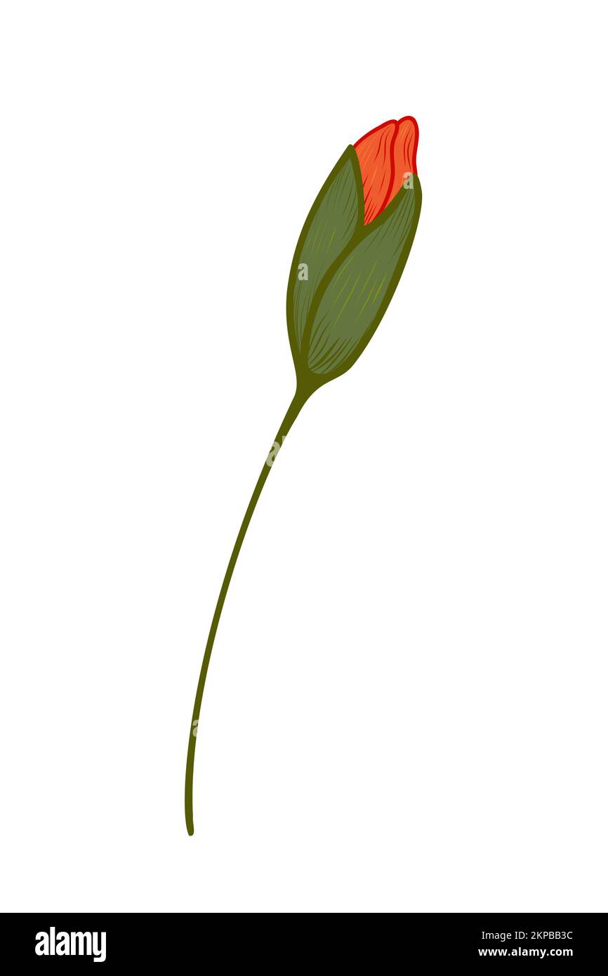 Red poppy, vector doodle illustration. Poppy branch. Clipart. Flowers ...