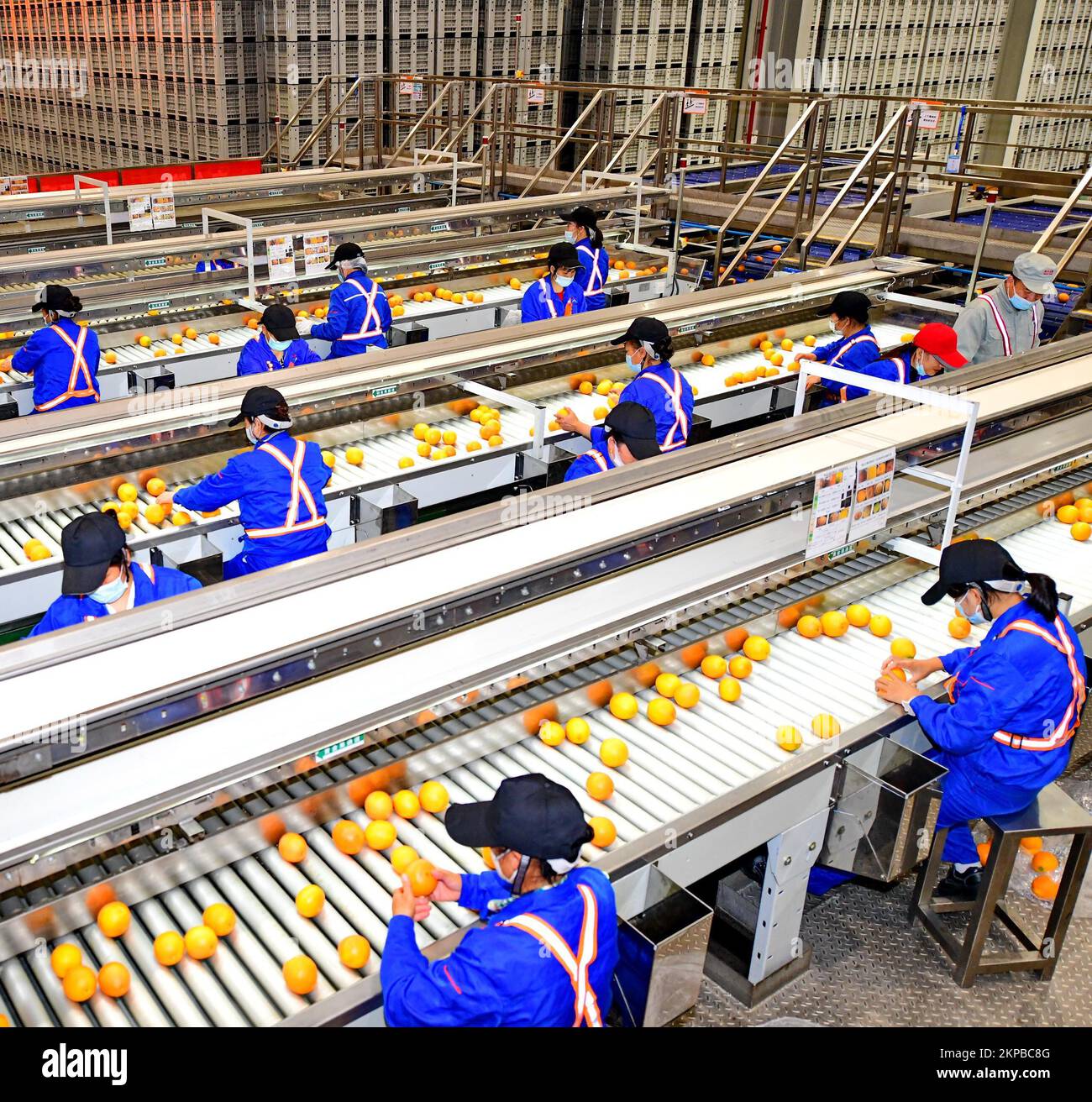 Workers are working with the intelligent sorting and packaging assembly ...