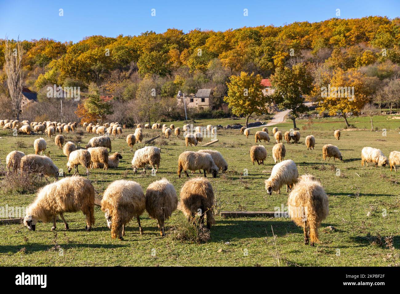 Sheep graze in the pasture. Sheep nibbling grass.Flock of sheep on the ...
