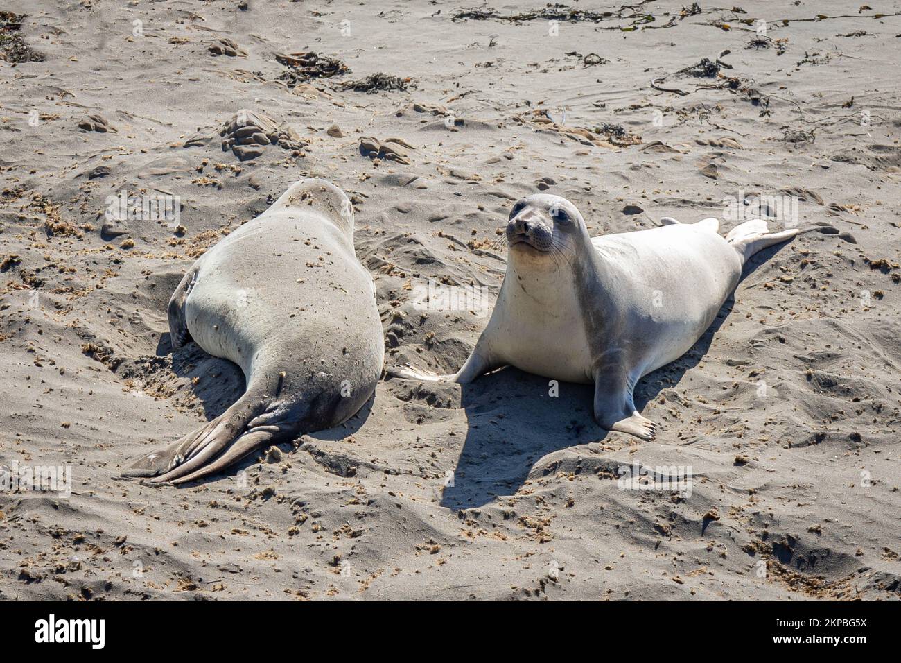 Beautiful sea elephants lying on the beach to warm up in the sun, on ...