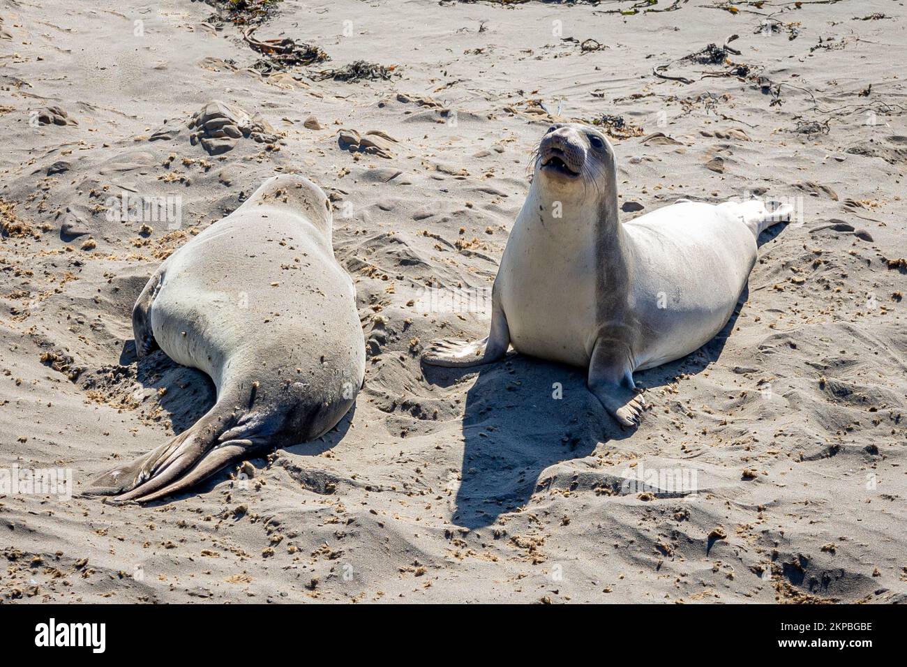 Beautiful sea elephants lying on the beach to warm up in the sun, on ...