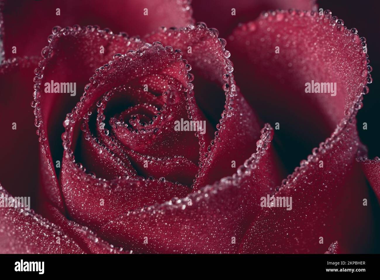 Maroon rose hi-res stock photography and images - Alamy