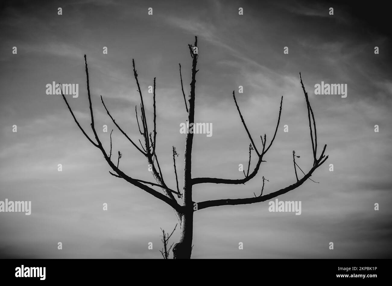 A Single Tree With No Leaves Located At Ujung Genteng Beach, Sukabumi ...