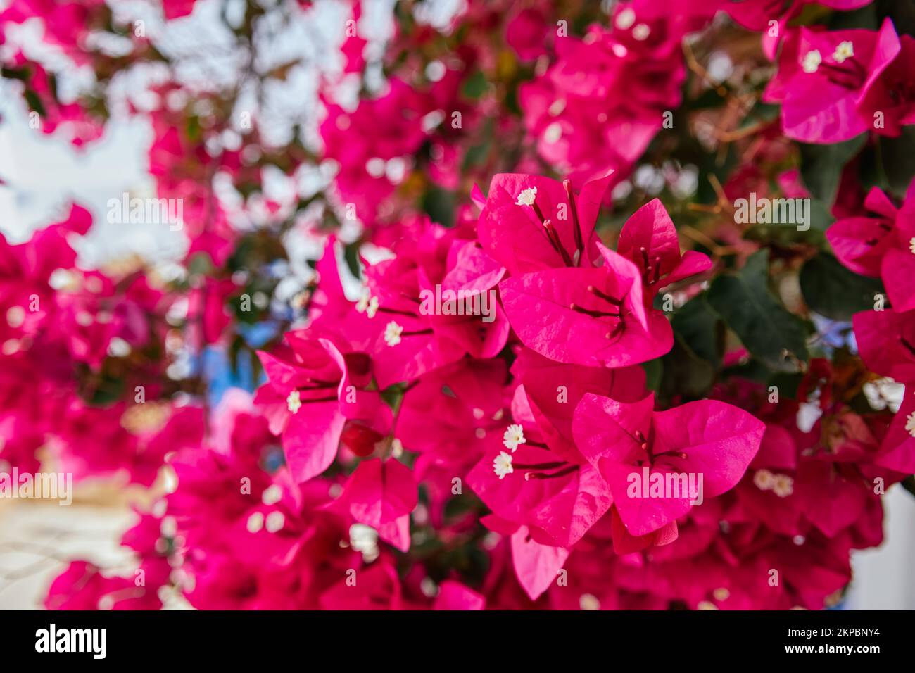 Flower "Saint Rita," grenades. Bougainvillea buttiana Stock Photo - Alamy