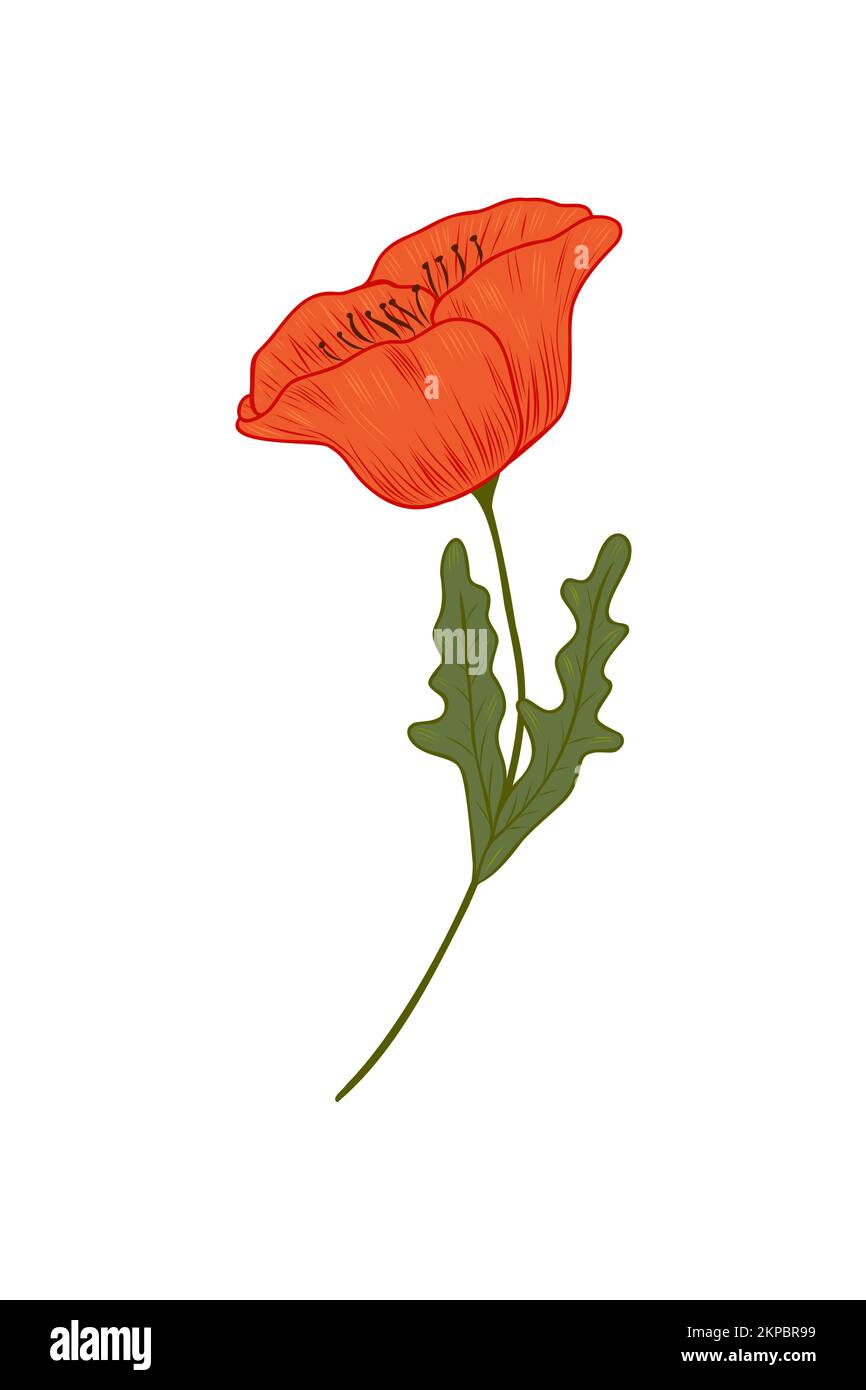 Red poppy, vector doodle illustration. Poppy branch. Clipart. Flowers ...