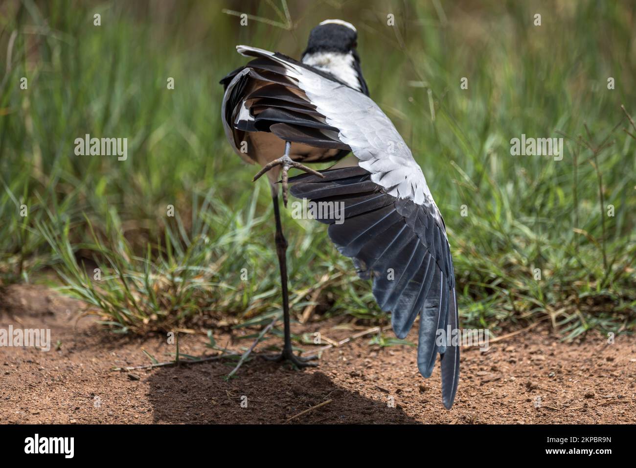 A closeup of a blacksmith lapwing, Vanellus armatus stretching its wing ...