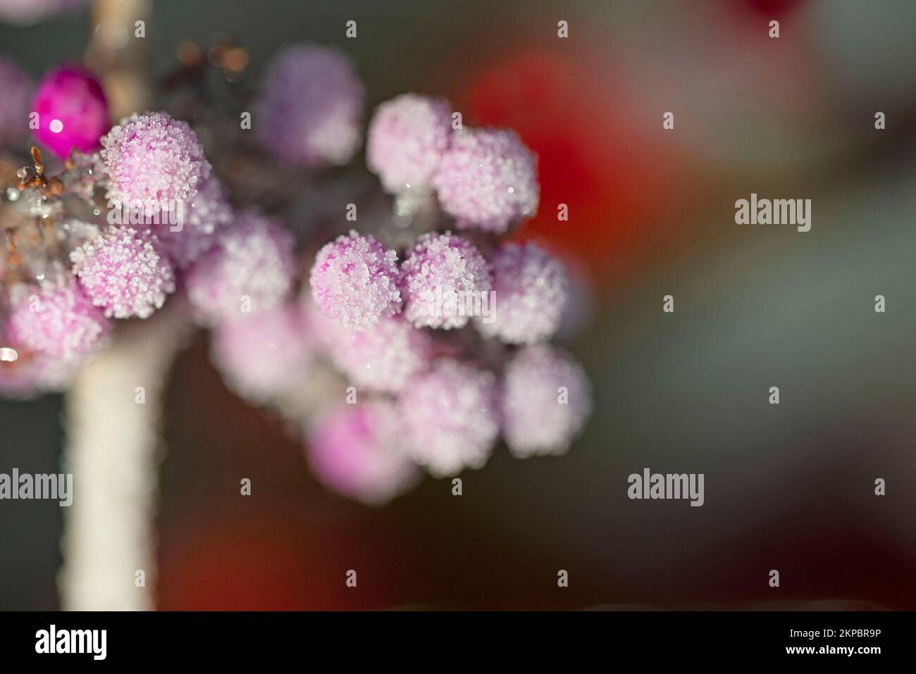 Snow and ice covered purple beautyberry in the garden Stock Photo - Alamy
