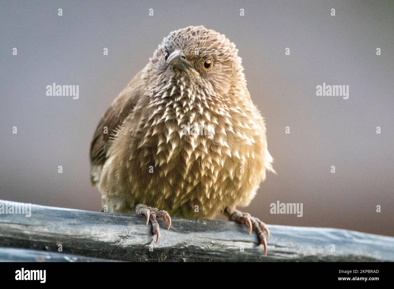 Turdoides jardineii bird hi-res stock photography and images - Alamy
