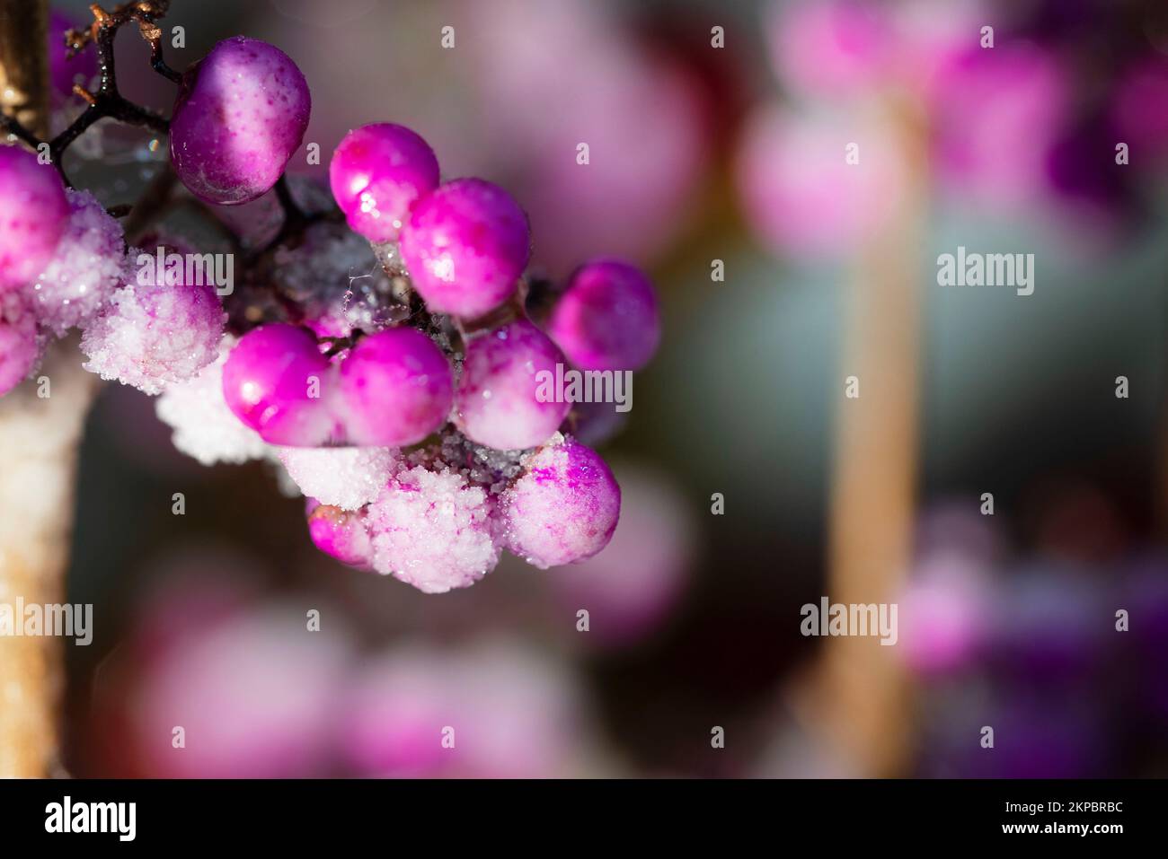 Snow and ice covered purple beautyberry in the garden Stock Photo - Alamy