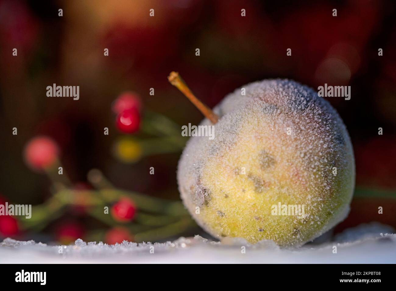 Frozen apple lie in the snow during the winter Stock Photo - Alamy