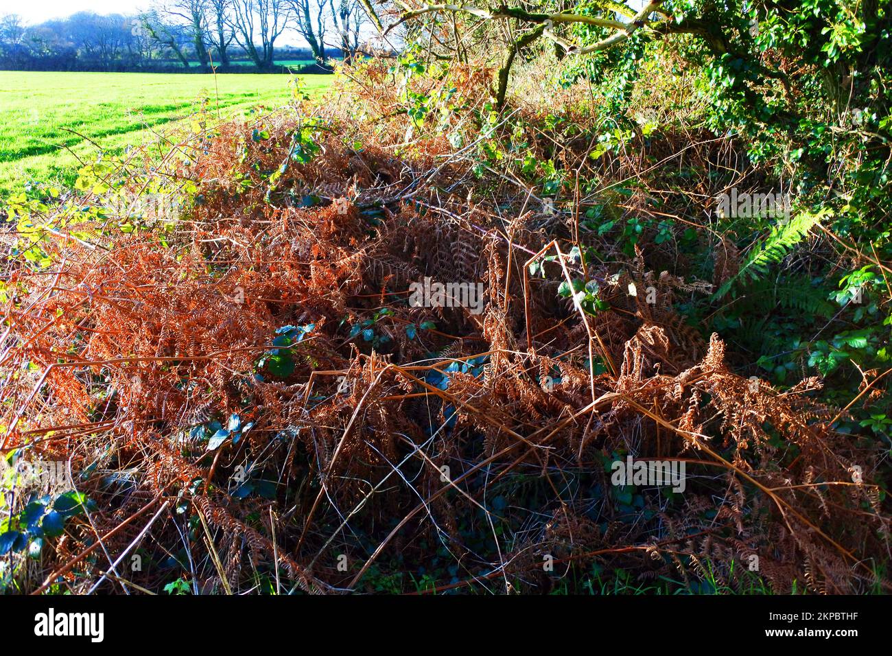 Bracken hedge hi-res stock photography and images - Alamy