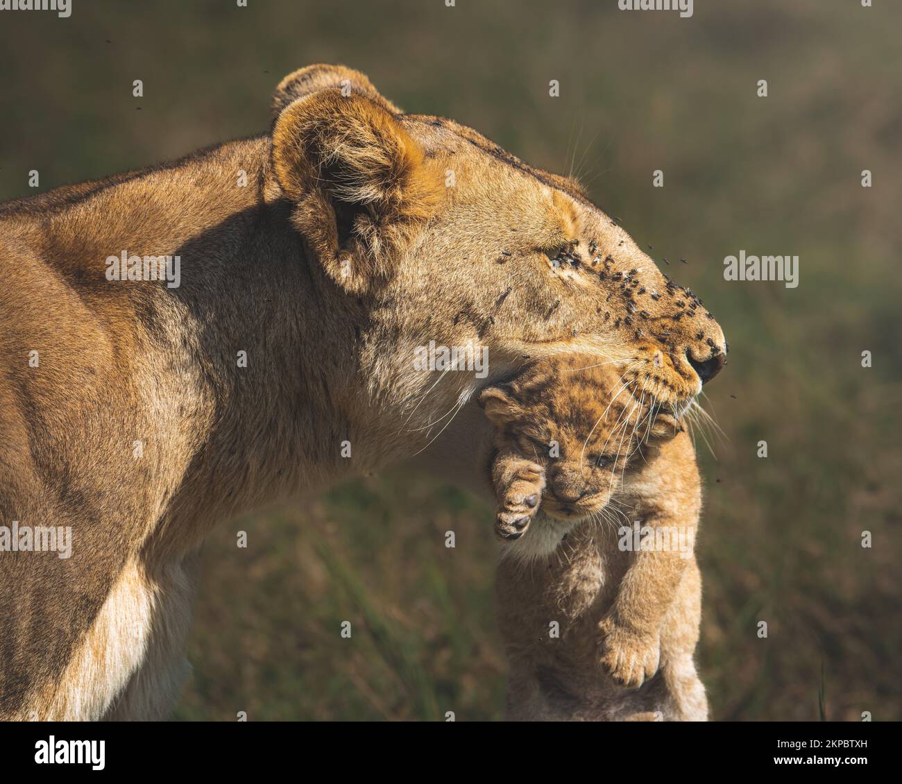 THESE STUNNING images clicked at the Masai Mara National Reserve, Kenya ... THESE STUNNING images clicked at the Masai Mara National Reserve, Kenya ...