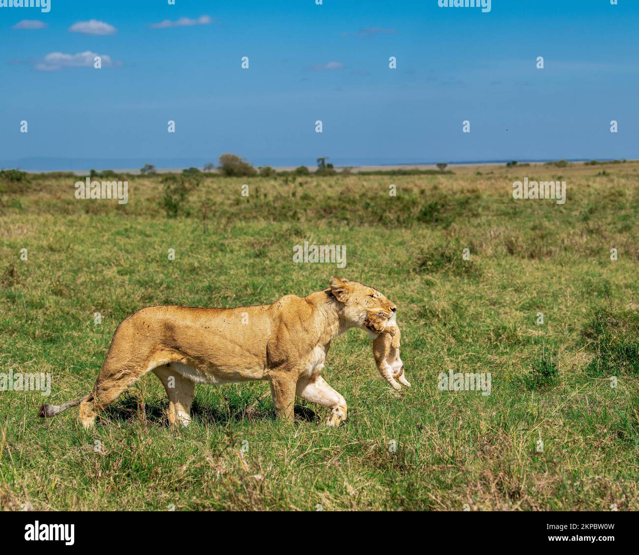 THESE STUNNING images clicked at the Masai Mara National Reserve, Kenya ... THESE STUNNING images clicked at the Masai Mara National Reserve, Kenya ...