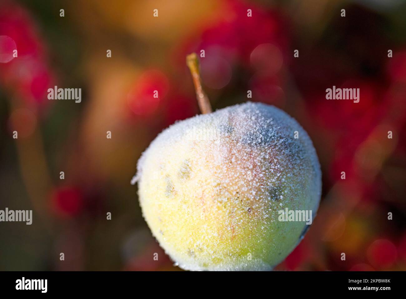 Frozen apple lie in the snow during the winter Stock Photo - Alamy