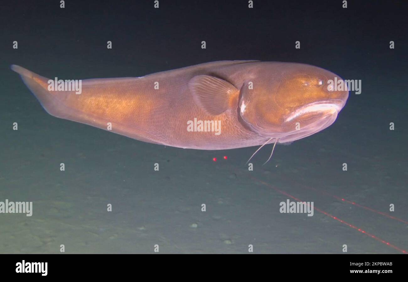 Human occupied vehicle hi-res stock photography and images - Alamy