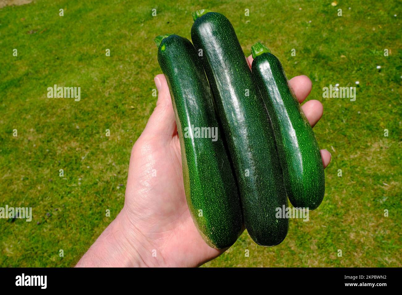 Male hand holding freshly picked courgettes - John Gollop Stock Photo ...