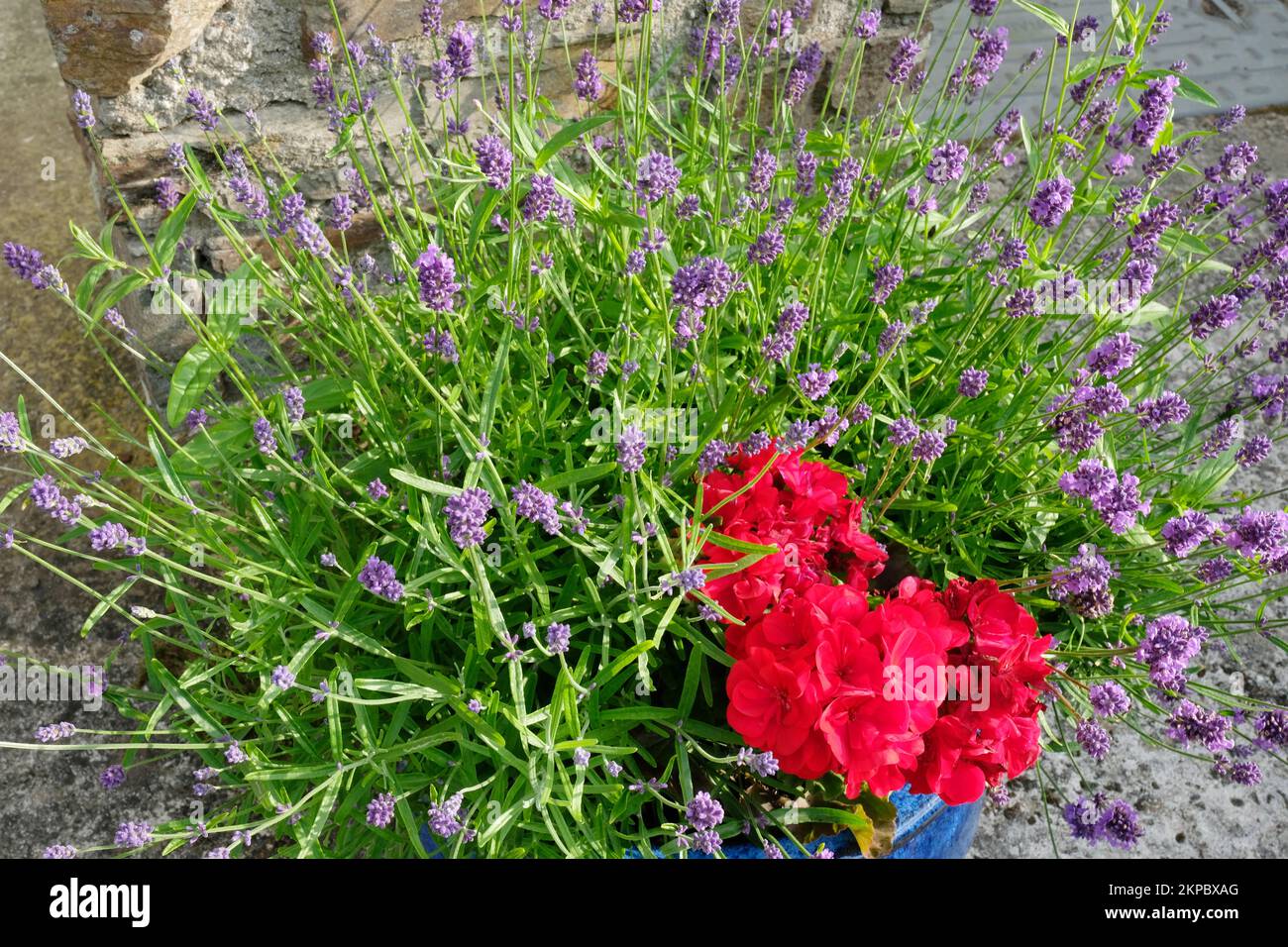 Lavender and a pelargonium in a patio container - John Gollop Stock ...