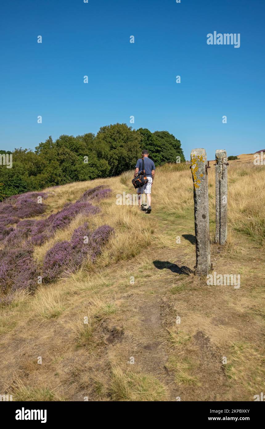 Man person walker walking along public footpath heather path on North ...