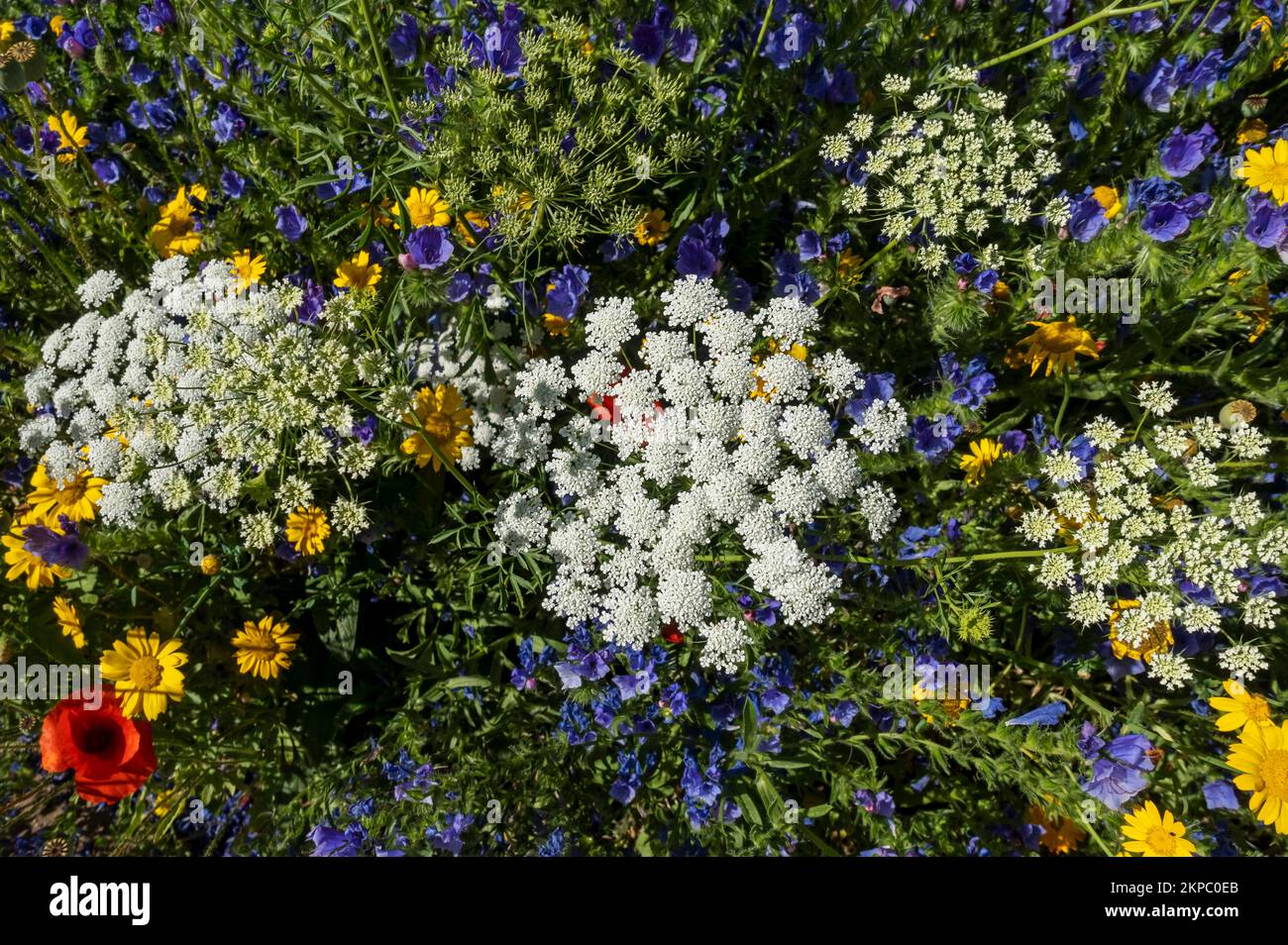 Close up of mixed wildflowers wild flowers in a meadow garden border ...