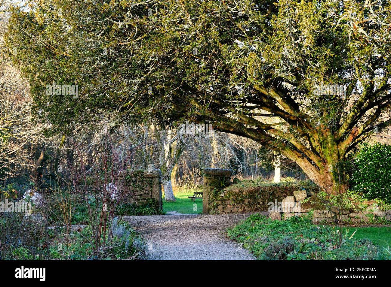 Cornish country garden, UK - John Gollop Stock Photo - Alamy