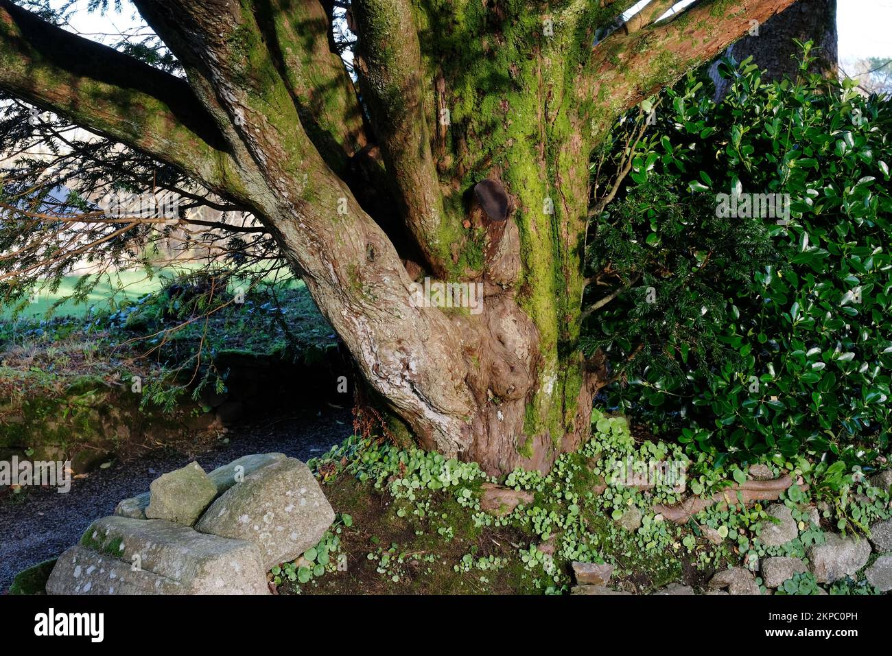 Base of an ancient yew tree, Cornwall, UK - John Gollop Stock Photo - Alamy