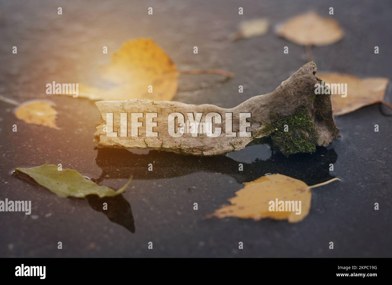 Ecology concept. On the asphalt among the foliage, in a puddle, there ...