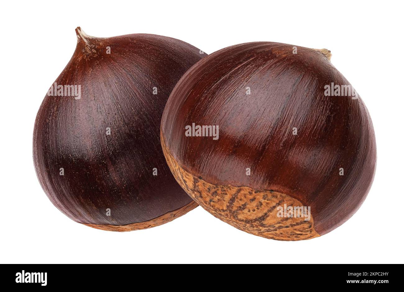 Chestnut isolated on white background Stock Photo - Alamy