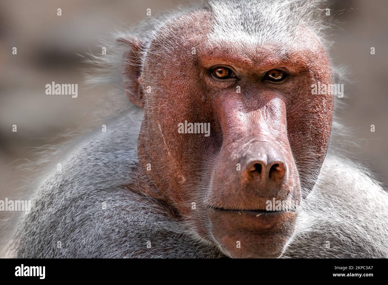 A closeup shot of a baboon looking at the camera againt the isolated ...