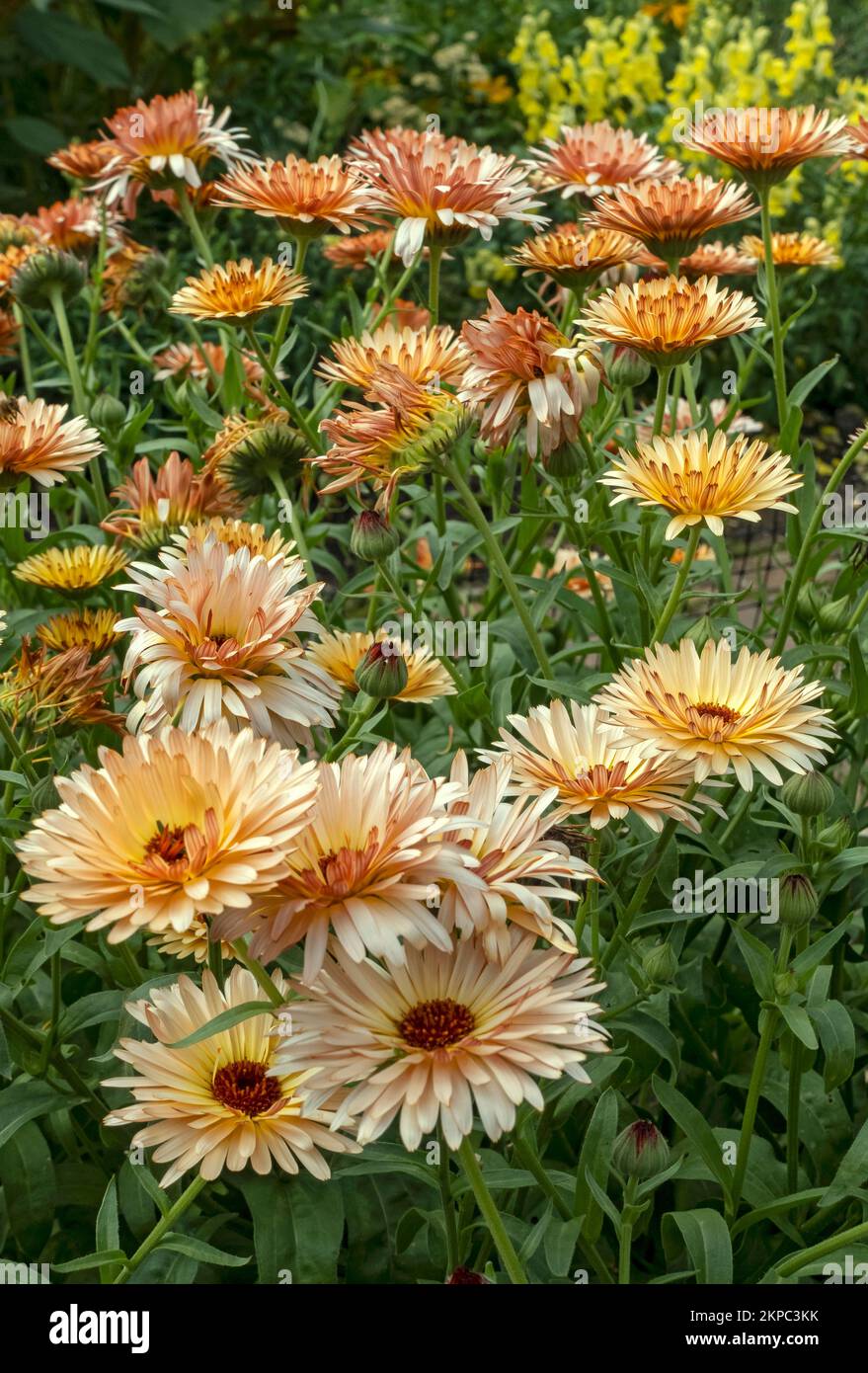 Marigold flower calendula in hi-res stock photography and images - Alamy
