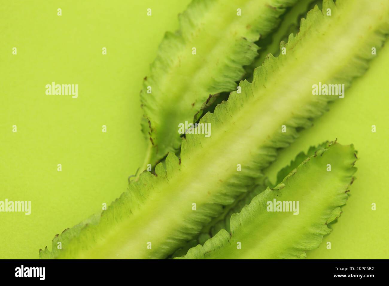 Okinawa vegetable winged beans urizun Stock Photo - Alamy
