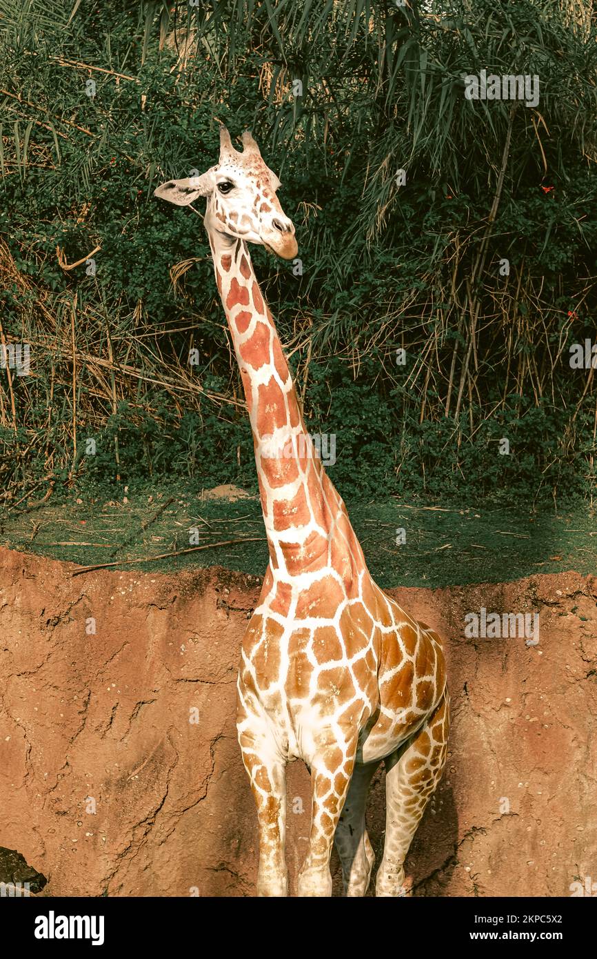 Safarilive hi-res stock photography and images - Alamy