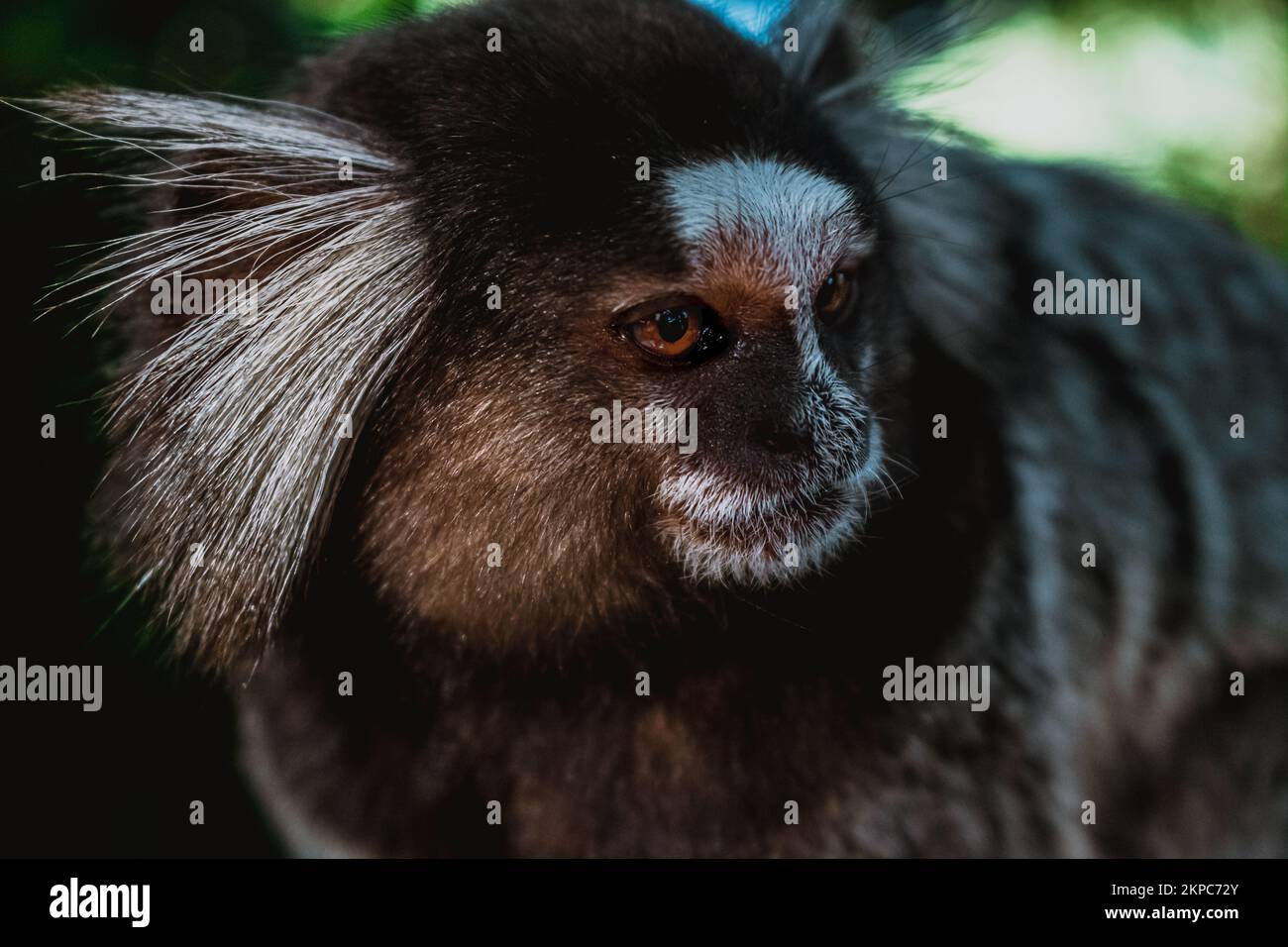 MICO IN BRASIL Stock Photo - Alamy