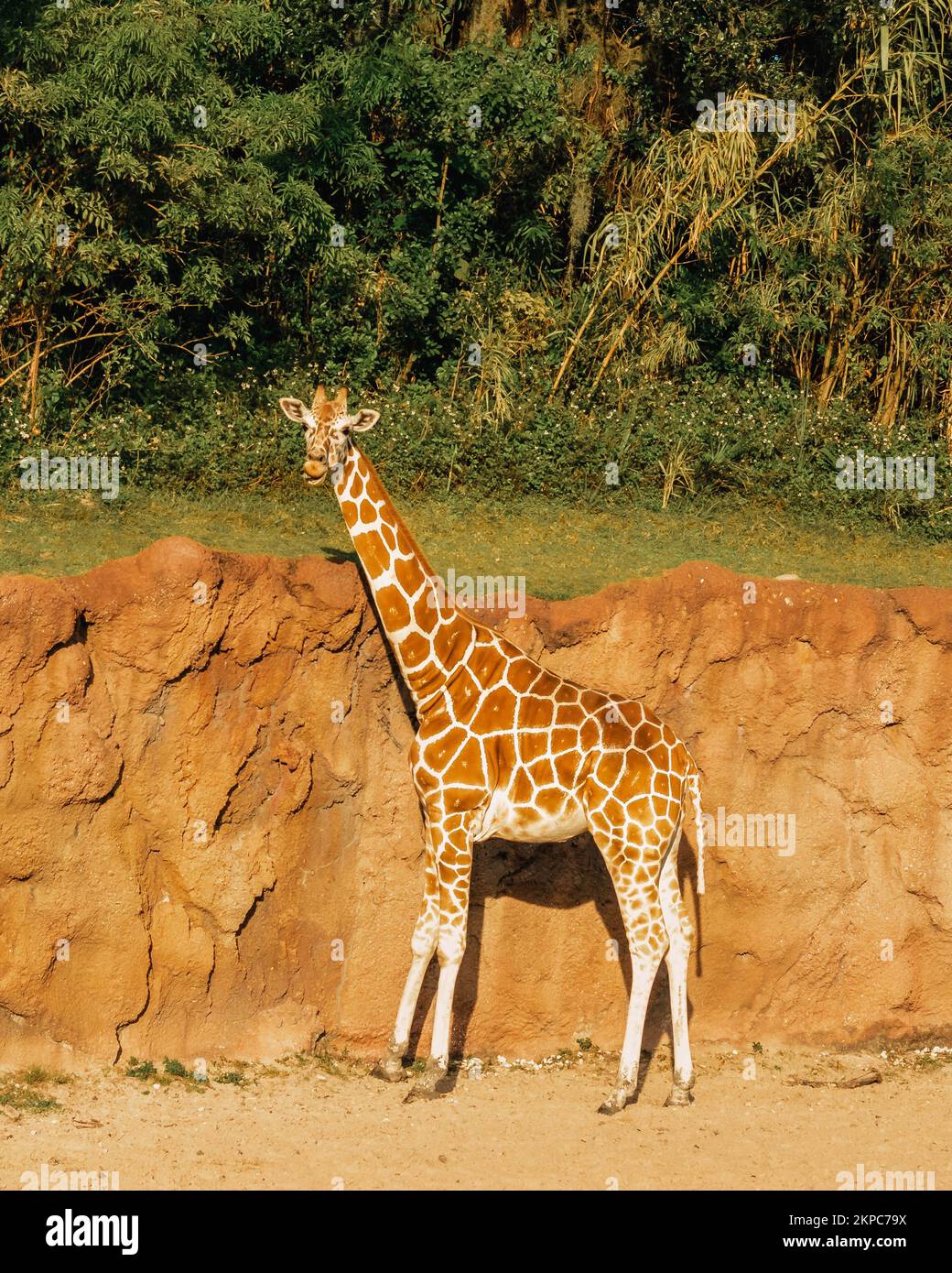 Safarilive hi-res stock photography and images - Alamy