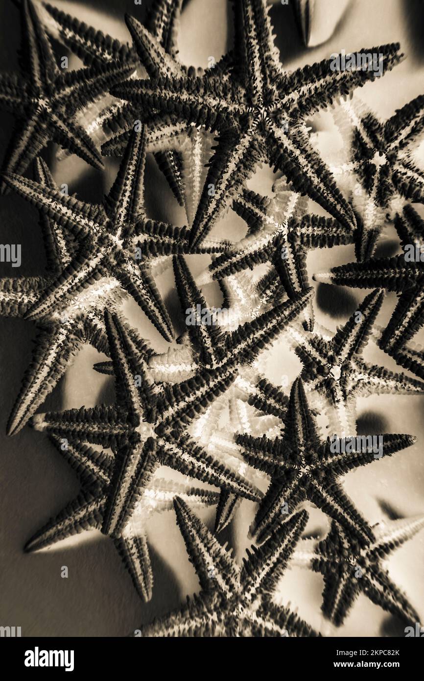 Creative inverse design on a modern abstraction of oceanic life with ...