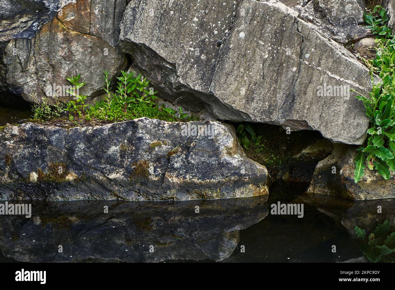 A pond surrounded by rocks and plants Stock Photo - Alamy