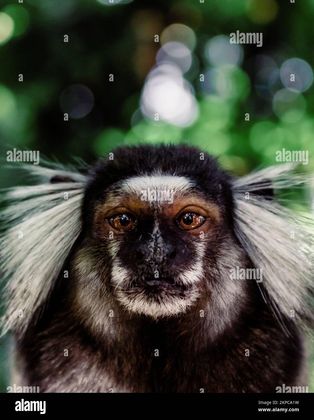 MICO IN BRASIL Stock Photo - Alamy