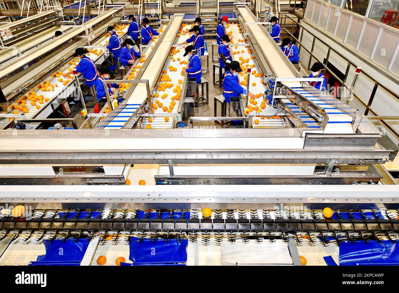 Workers are working with the intelligent sorting and packaging assembly ...