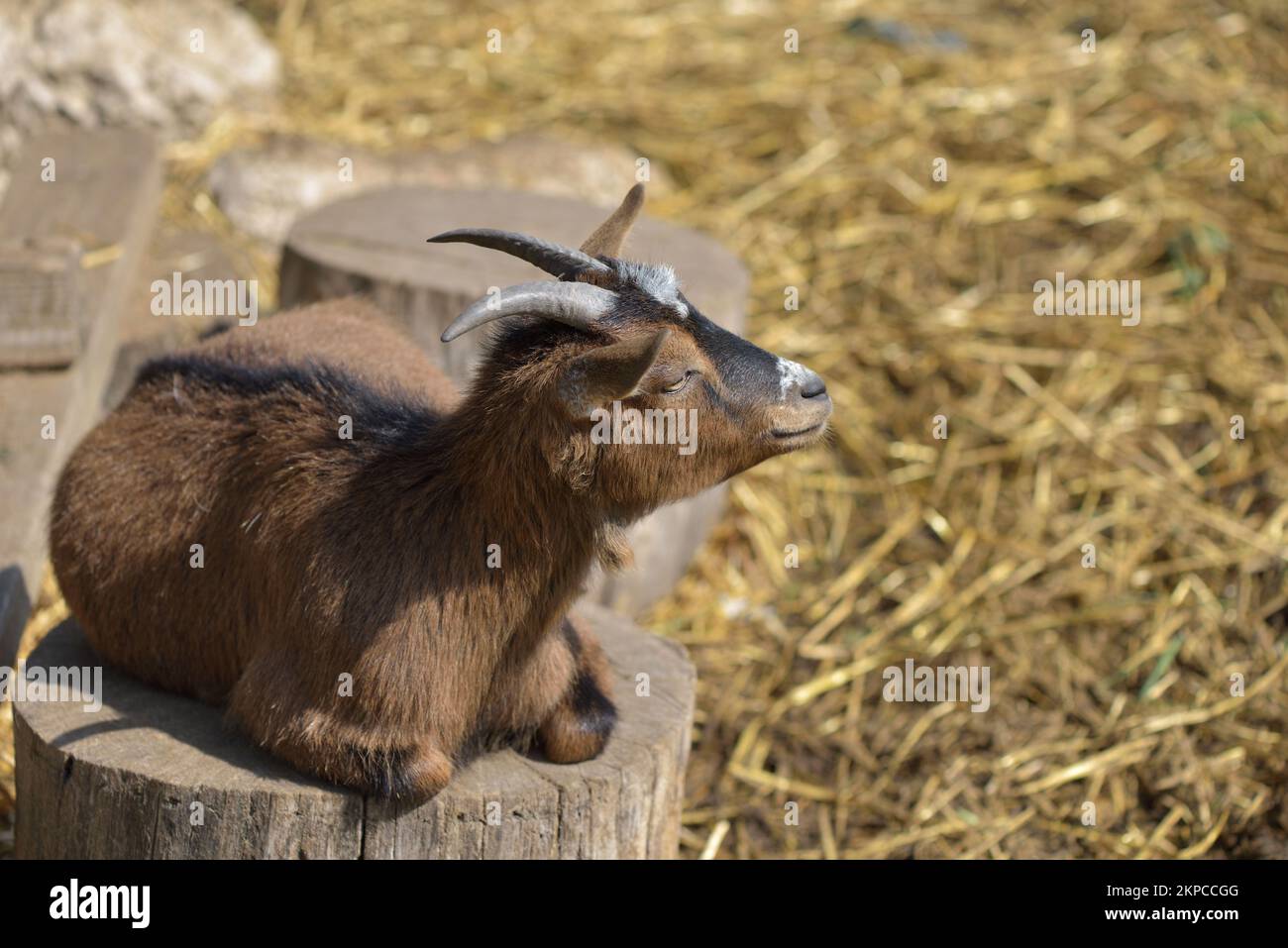 Domestic brown goat in the farm. Cute an angora wool goat. A goat in a ...