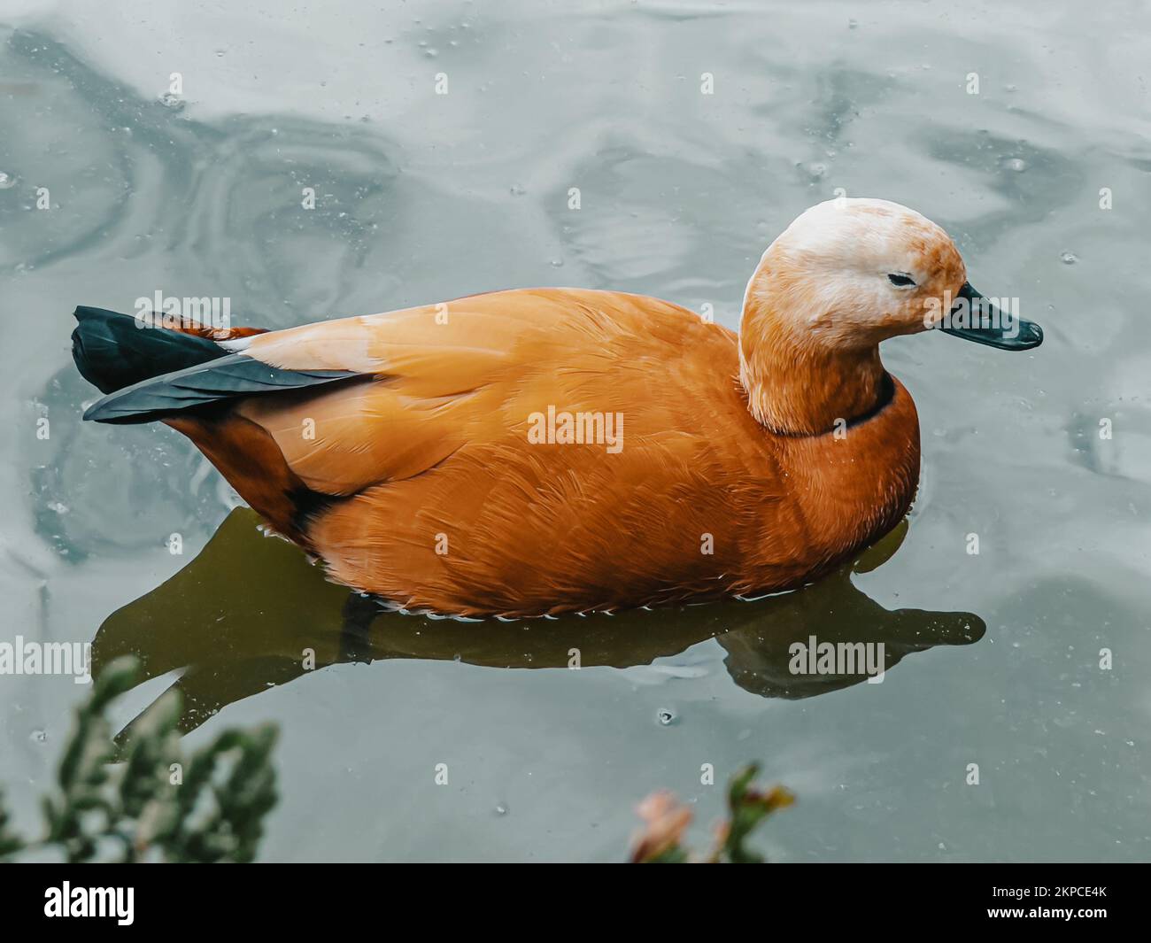 Patos de aves hi-res stock photography and images - Alamy