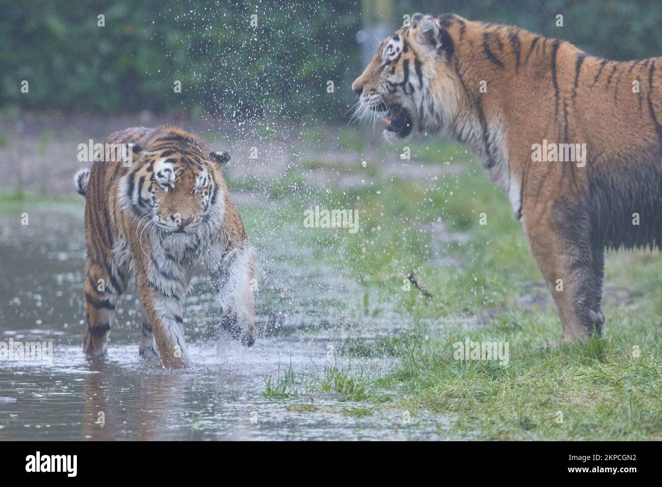 Approaching with a splash. A Tigress shakes off water from her paw next ...
