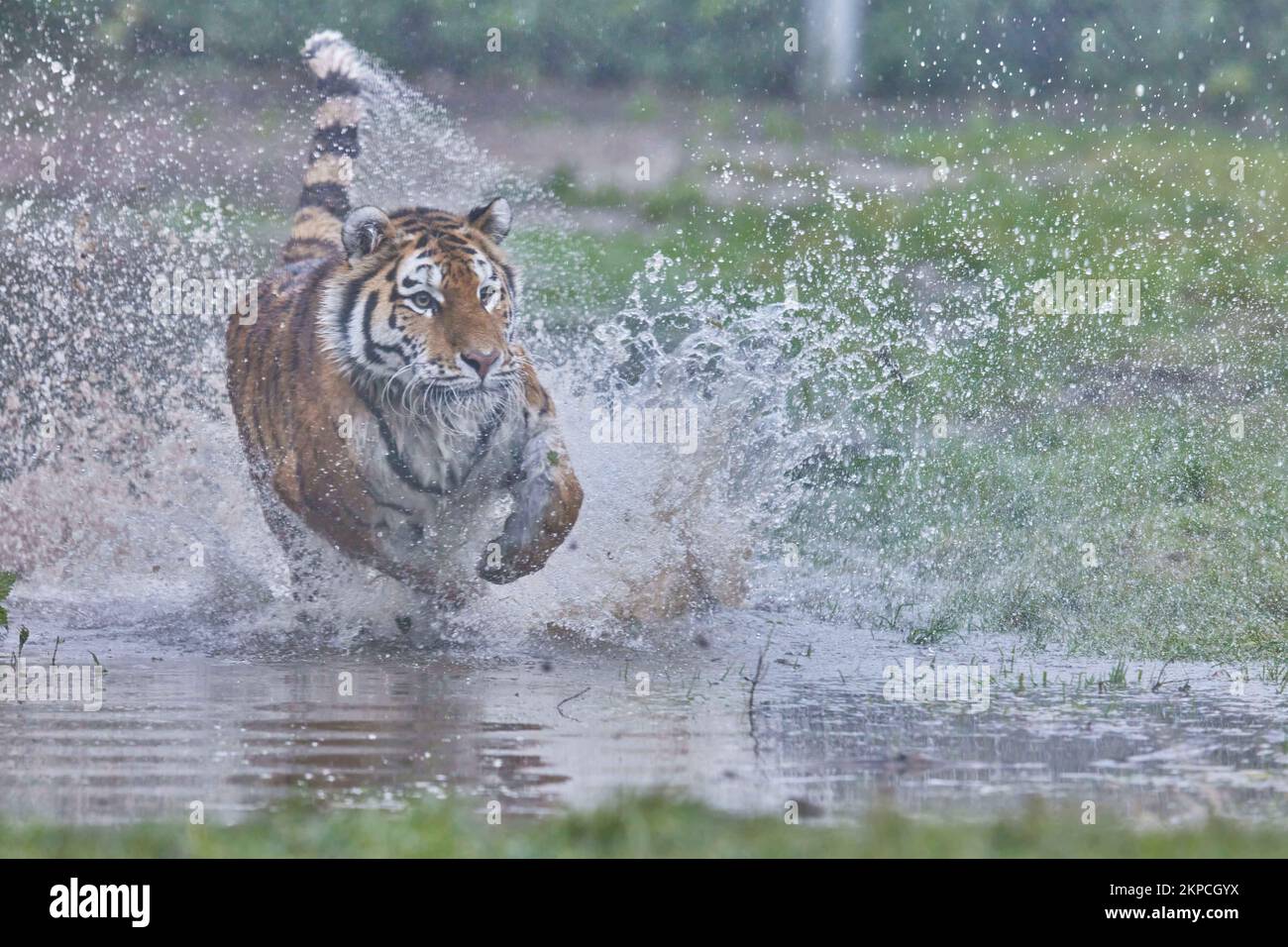 A run and a splash. A Tigress playfully charges a male tiger, on a ...