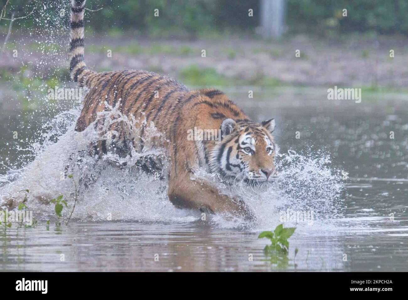 Attack mode. A Tigress playfully charges a male tiger, on a rainy wet ...