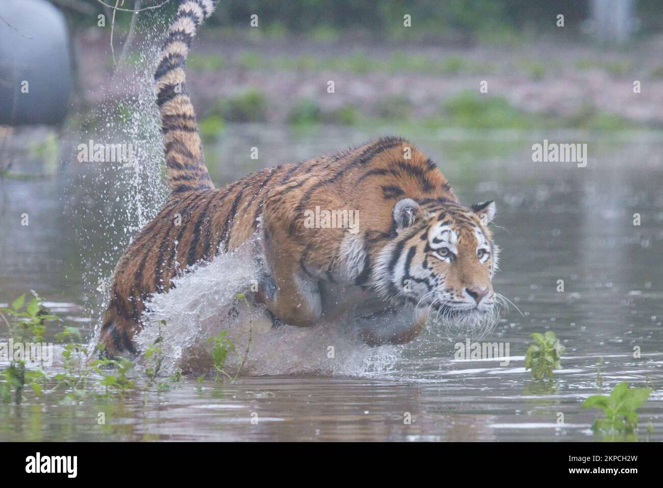 A big pounce. A Tigress playfully charges a male tiger, on a rainy wet ...
