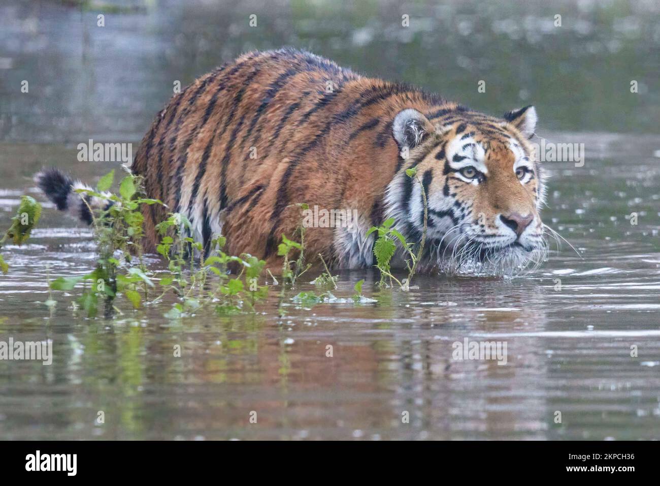 Stealth mode. A Tigress playfully stalks a male tiger, on a rainy wet ...