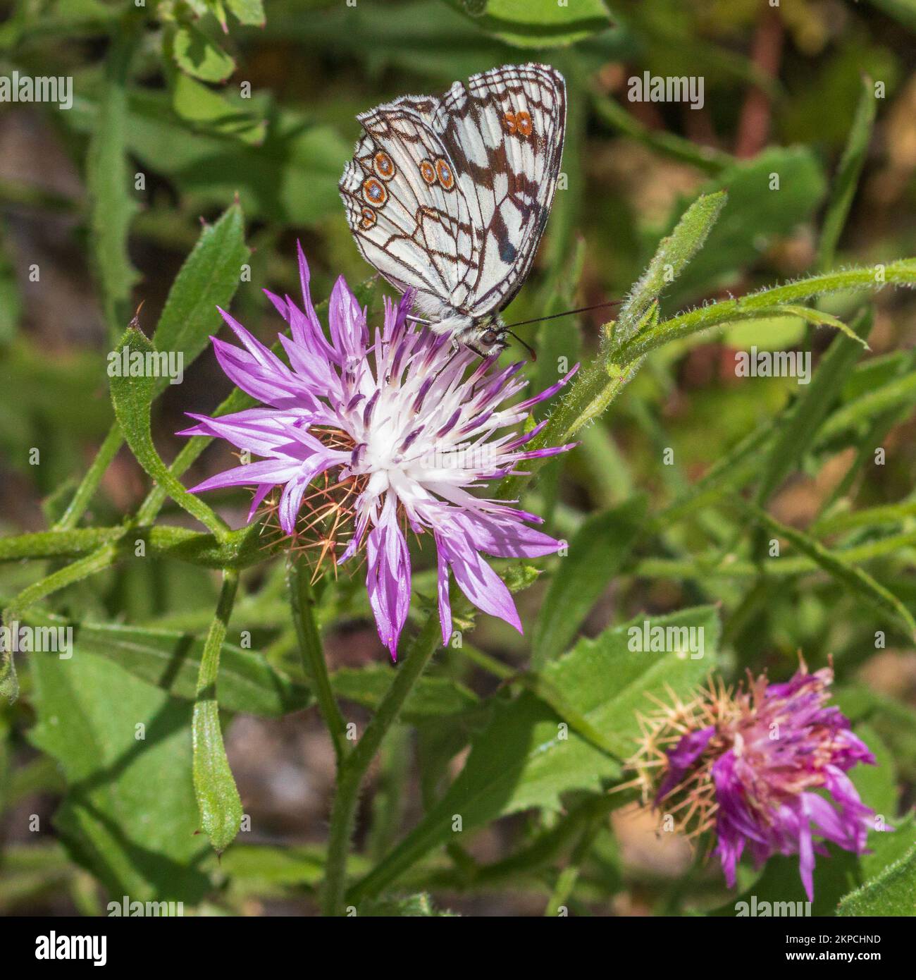 Melanargia ines, Spanish Marbled White Butterfly on a Knapweed Flower ...