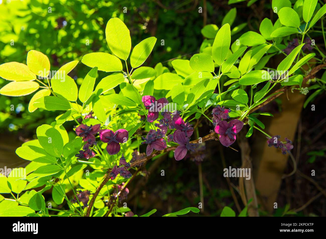 Five-leaf Akebia, Akebia quinata, flowering in Pruhonice, Czech ...