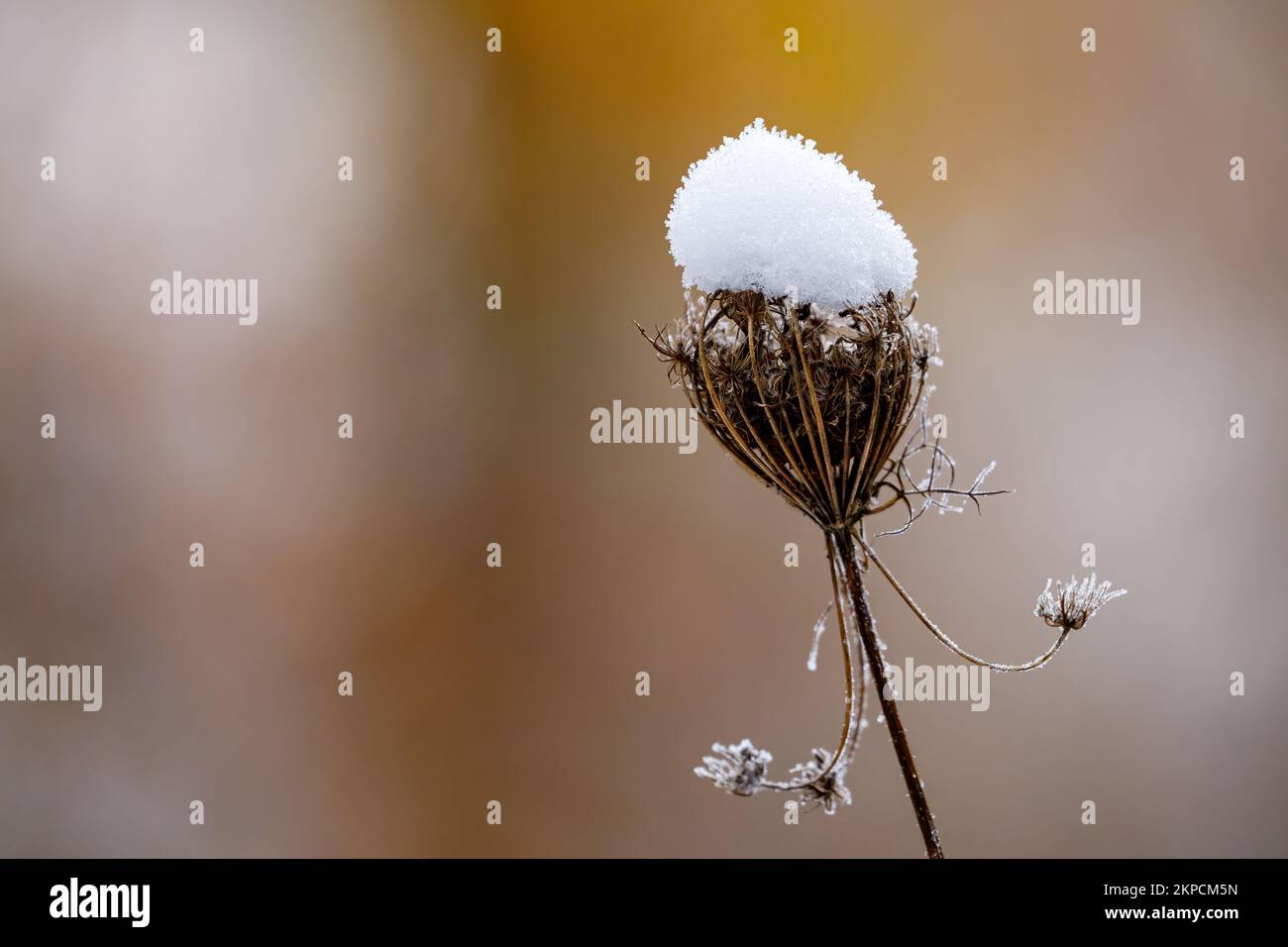 Frost flower plant hi-res stock photography and images - Alamy